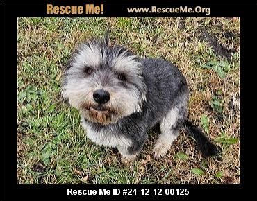 - Minnesota Dog Rescue - ADOPTIONS - Rescue Me!