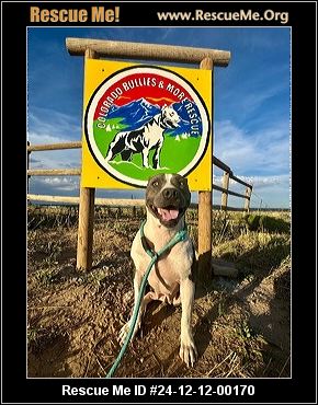 - Colorado Pit Bull Rescue - ADOPTIONS - Rescue Me!