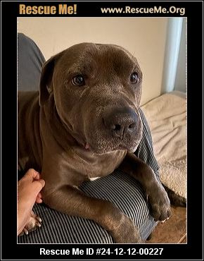 - Texas Pit Bull Rescue - ADOPTIONS - Rescue Me!