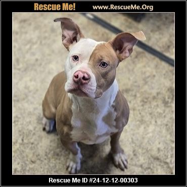 - Texas Pit Bull Rescue - ADOPTIONS - Rescue Me!