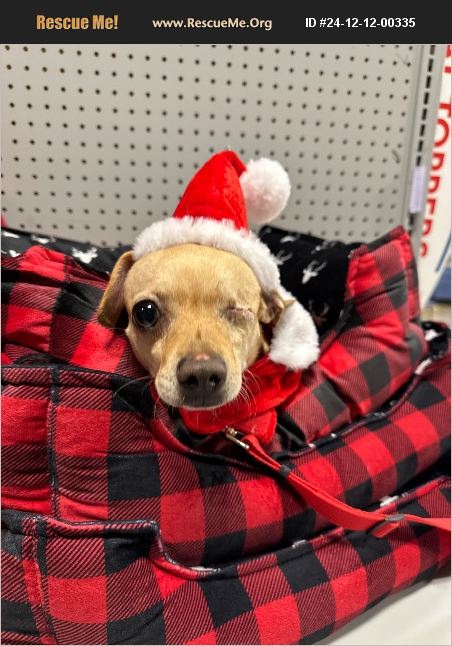 ADOPT 24121200335 ~ Dachshund Rescue ~ Eugene, OR