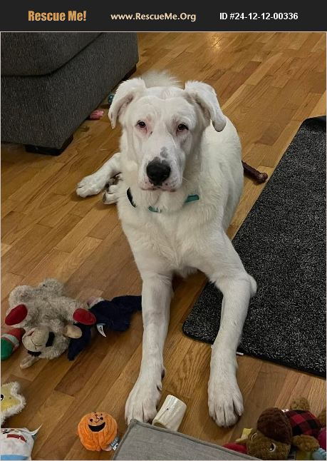 ADOPT 24121200336 ~ German Shepherd Rescue ~ Eugene, OR