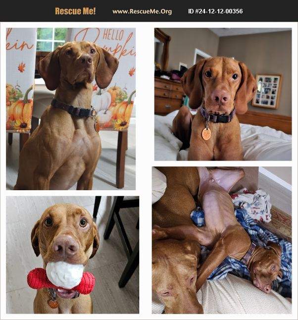 ADOPT 24121200356 ~ Vizsla Rescue ~ CALLAWAY, MD