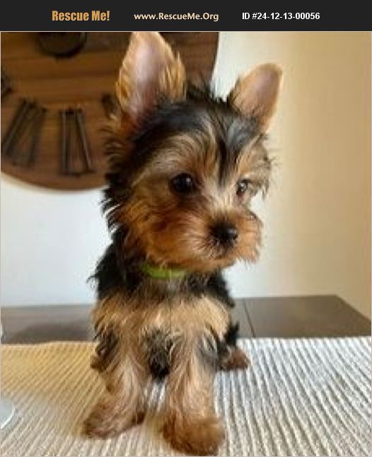 ADOPT 24121300056 ~ Yorkie Rescue ~ Miami, FL