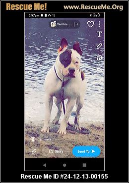 - Canada Dog Rescue - ADOPTIONS - Rescue Me!