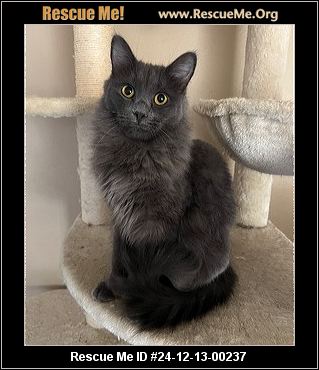 - California Russian Blue Rescue - ADOPTIONS - Rescue Me!