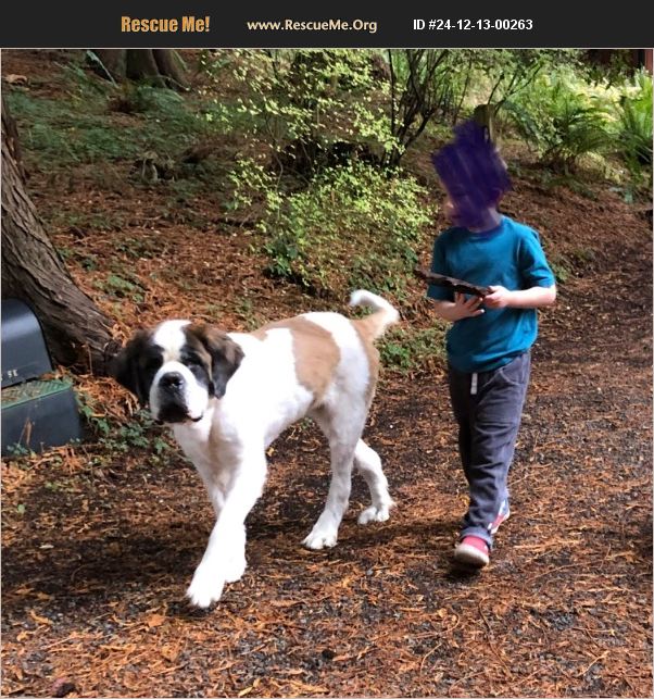 ADOPT 24121300263 ~ Saint Bernard Rescue ~ Snohomish, WA