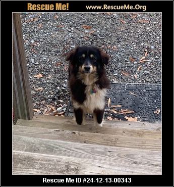 - South Carolina Dog Rescue - ADOPTIONS - Rescue Me!