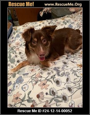 - Florida Australian Shepherd Rescue - ADOPTIONS - Rescue Me!