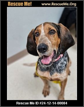 - Idaho Dog Rescue - ADOPTIONS - Rescue Me!