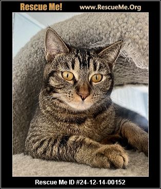 - Washington Cat Rescue - ADOPTIONS - Rescue Me!