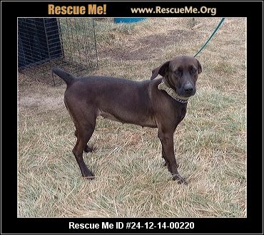 - Missouri Dog Rescue - ADOPTIONS - Rescue Me!