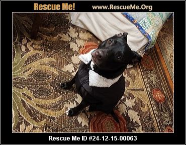 - Mississippi Dog Rescue - ADOPTIONS - Rescue Me!