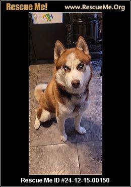 - Virginia Siberian Husky Rescue - ADOPTIONS - Rescue Me!