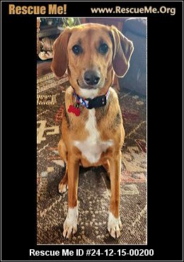 - Iowa Dog Rescue - ADOPTIONS - Rescue Me!