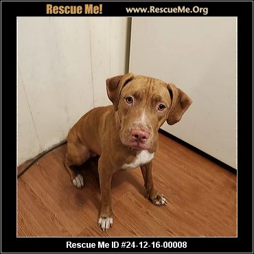 - Florida Pit Bull Rescue - ADOPTIONS - Rescue Me!