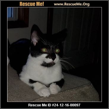 - Michigan Cat Rescue - ADOPTIONS - Rescue Me!