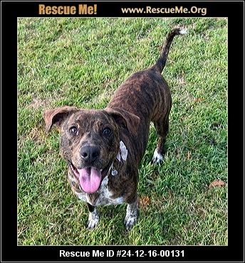 - Texas Pit Bull Rescue - ADOPTIONS - Rescue Me!