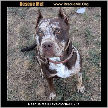 - California American Bulldog Rescue - ADOPTIONS - Rescue Me!