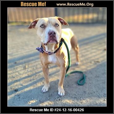 - California Pit Bull Rescue - ADOPTIONS - Rescue Me!