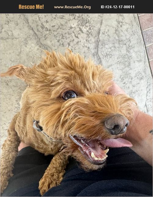 ADOPT 24121700011 ~ Cockapoo Rescue ~ Temecula, CA