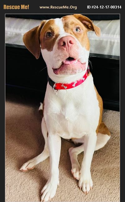 ADOPT 24121700314 ~ Pit Bull Rescue ~ Charlotte, NC
