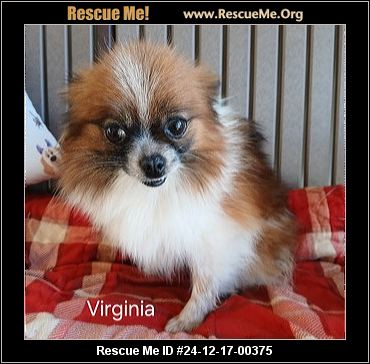 - Ohio Pomeranian Rescue - ADOPTIONS - Rescue Me!