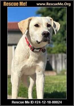 - California Lab Rescue - ADOPTIONS - Rescue Me!