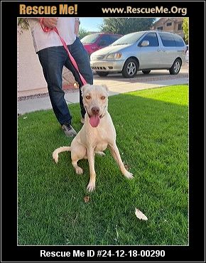 - Arizona Pomeranian Rescue - ADOPTIONS - Rescue Me!