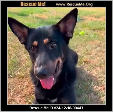 - Pennsylvania German Shepherd Rescue - ADOPTIONS - Rescue Me!