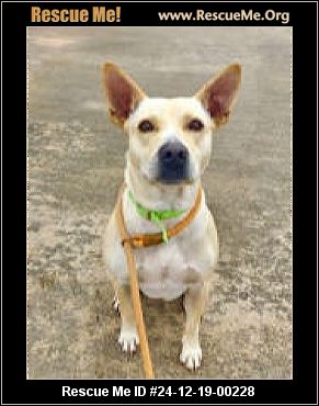 - Texas Pit Bull Rescue - ADOPTIONS - Rescue Me!