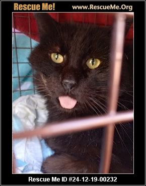 - Michigan Cat Rescue - ADOPTIONS - Rescue Me!