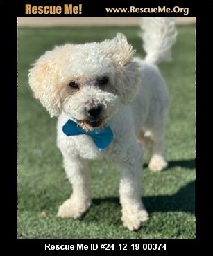 - California Bichon Frise Rescue - ADOPTIONS - Rescue Me!