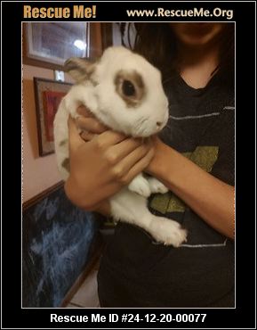- Illinois Rabbit Rescue - ADOPTIONS - Rescue Me!