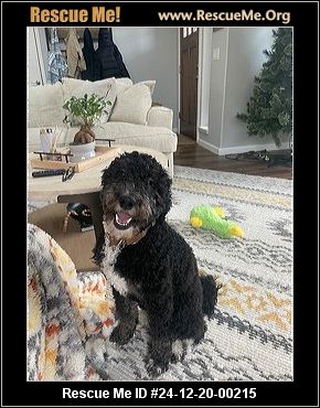 - Oregon Poodle Rescue - ADOPTIONS - Rescue Me!