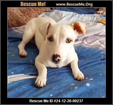 - Florida Jack Russell Rescue - ADOPTIONS - Rescue Me!