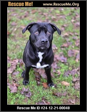 - Oregon Dog Rescue - ADOPTIONS - Rescue Me!