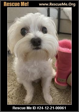 - Florida Maltese Rescue - ADOPTIONS - Rescue Me!