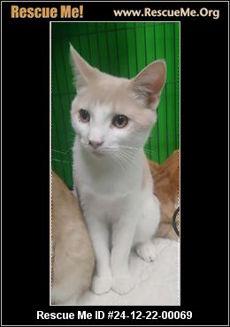 - South Carolina Cat Rescue - ADOPTIONS - Rescue Me!