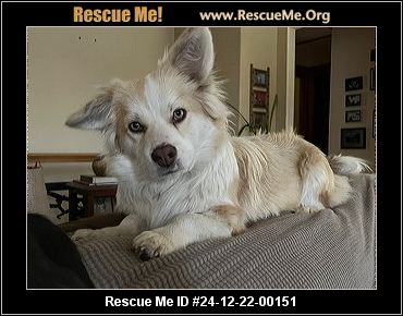 - Colorado Corgi Rescue - ADOPTIONS - Rescue Me!