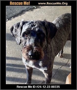 - Pennsylvania Poodle Rescue - ADOPTIONS - Rescue Me!