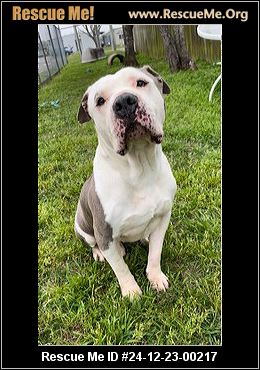 - Texas Pit Bull Rescue - ADOPTIONS - Rescue Me!