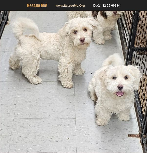 ADOPT 24122300284 ~ Havanese Rescue ~ Denver, IN