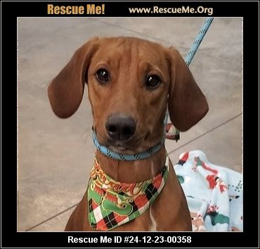 - Florida Rhodesian Ridgeback Rescue - ADOPTIONS - Rescue Me!