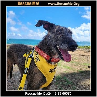 - California Airedale Rescue - ADOPTIONS - Rescue Me!