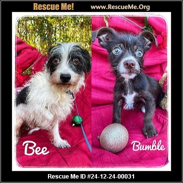 - Florida Maltese Rescue - ADOPTIONS - Rescue Me!