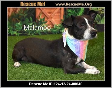 - Arizona Corgi Rescue - ADOPTIONS - Rescue Me!