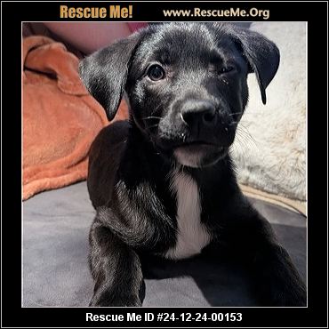 - Colorado Lab Rescue - ADOPTIONS - Rescue Me!