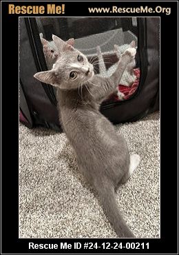 - North Carolina Cat Rescue - ADOPTIONS - Rescue Me!