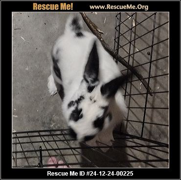 - Illinois Rabbit Rescue - ADOPTIONS - Rescue Me!
